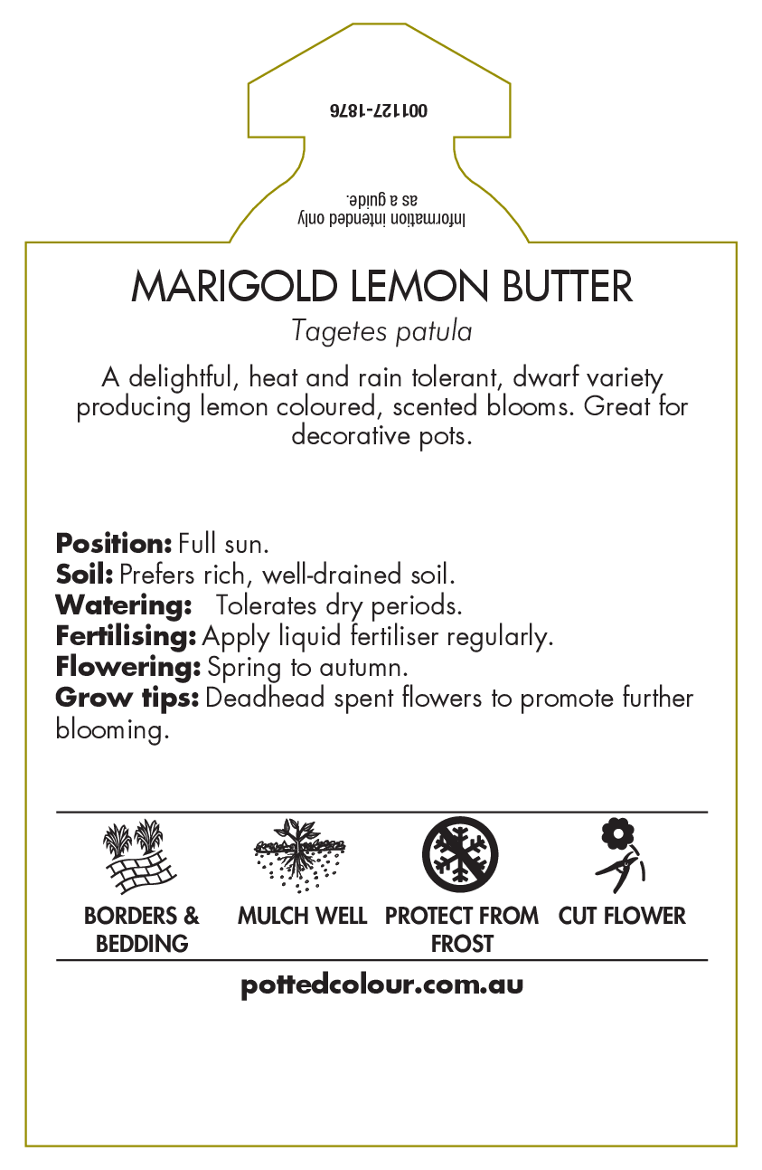 Marigold Lemon Butter – Light & Lovely Touch – Potted Colour