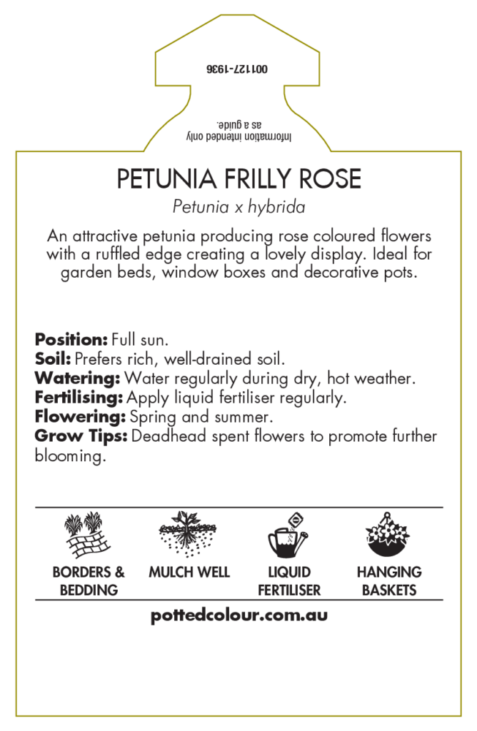 Petunia Frilly Rose – Ruffled Elegance in Bloom – Potted Colour