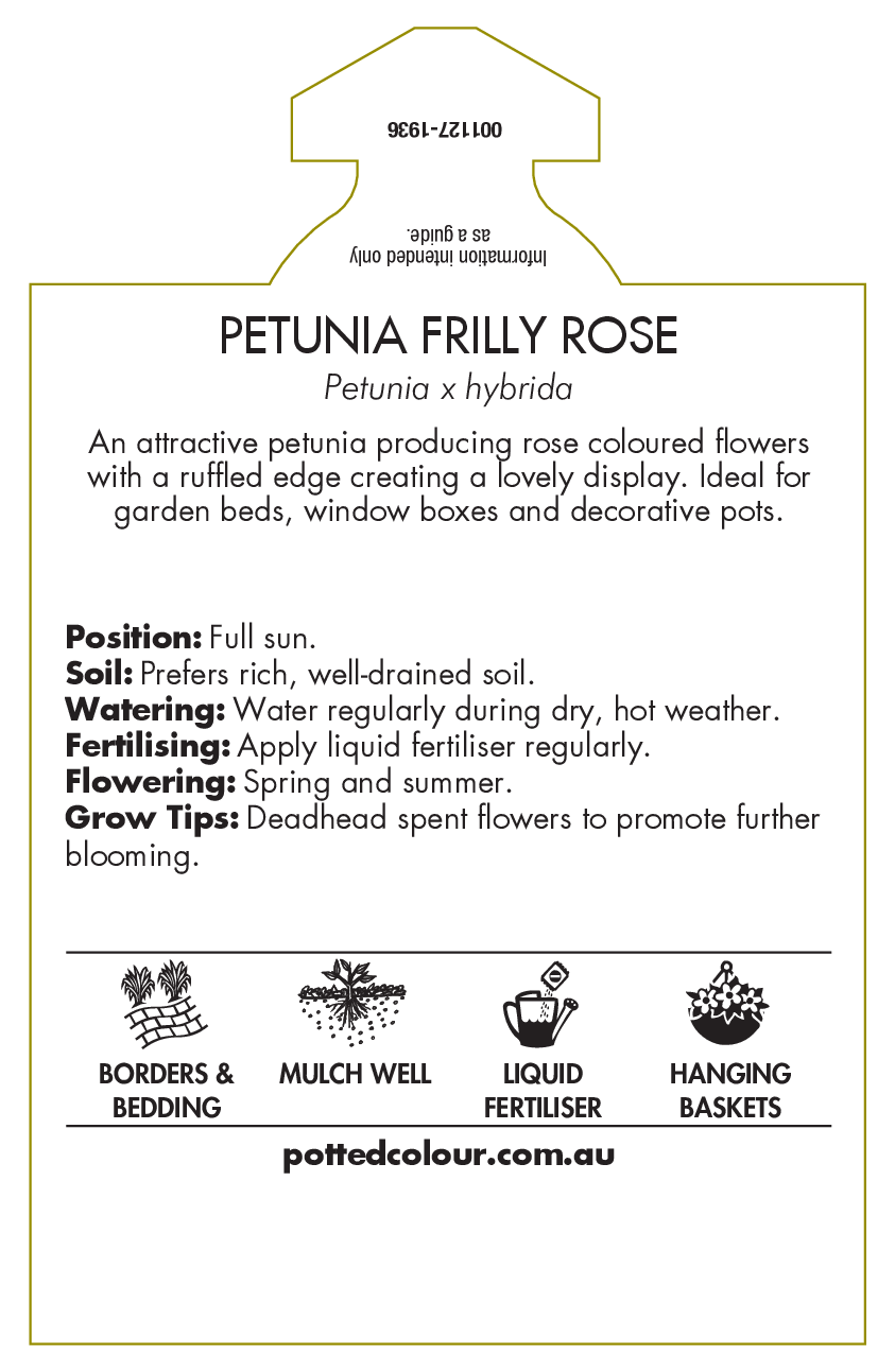 Petunia Frilly Rose – Ruffled Elegance in Bloom – Potted Colour