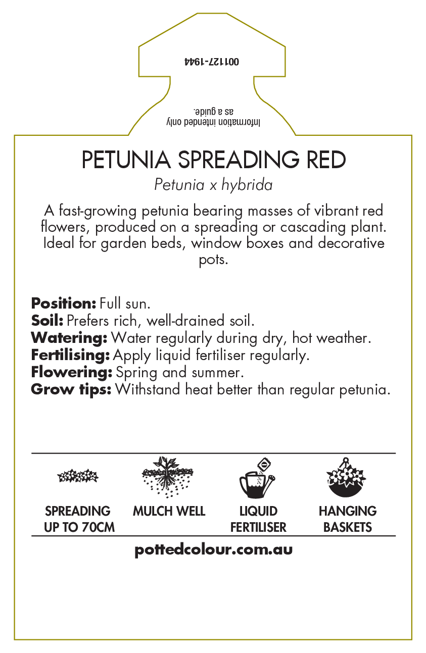 Petunia Spreading Red – Lush trailing brilliance – Potted Colour
