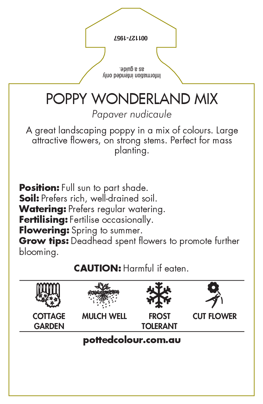 Poppy Wonderland Mix – Potted Colour