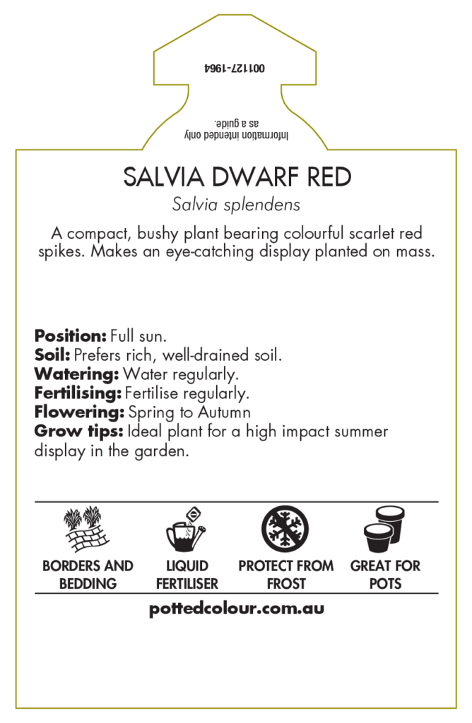 Salvia Dwarf Red - Bold Colour in Compact Form - Potted Colour