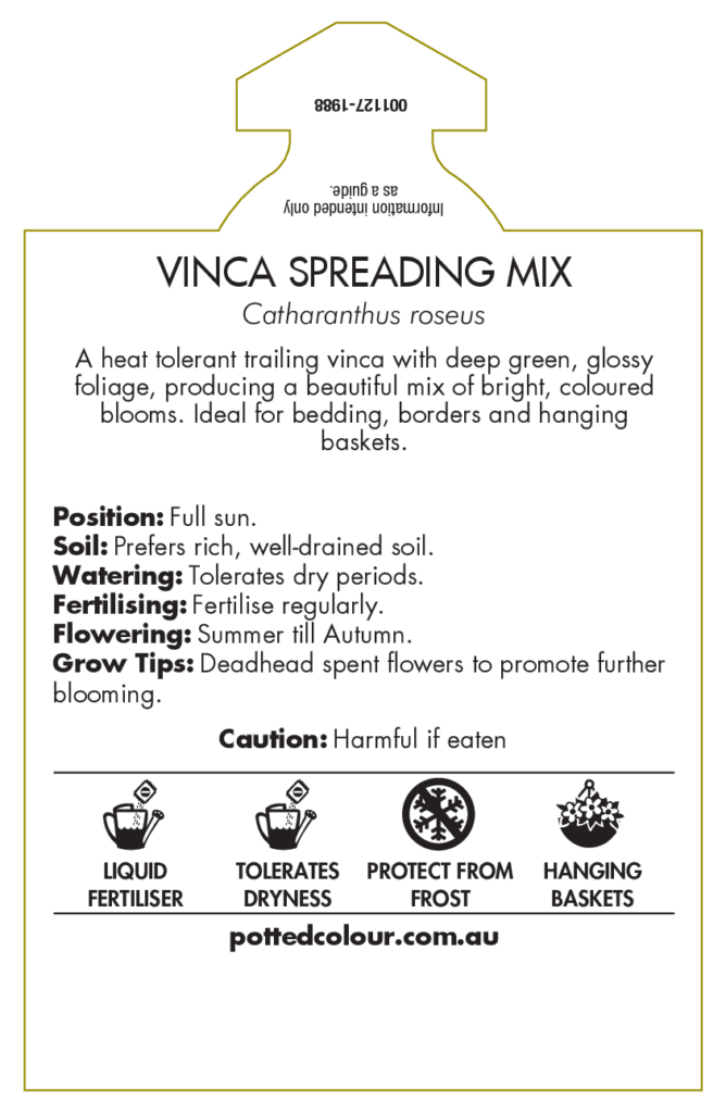 Vinca Spreading Mix – Colourful Trailing Show – Potted Colou