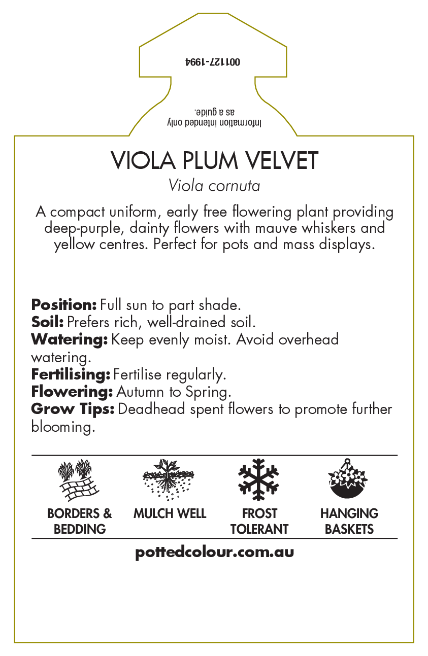 Viola Plum Velvet - Rich purple blooms for gardens - Potted Colour
