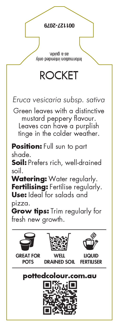 Rocket – Fresh, Peppery Leaves for Your Kitchen – Potted Colour