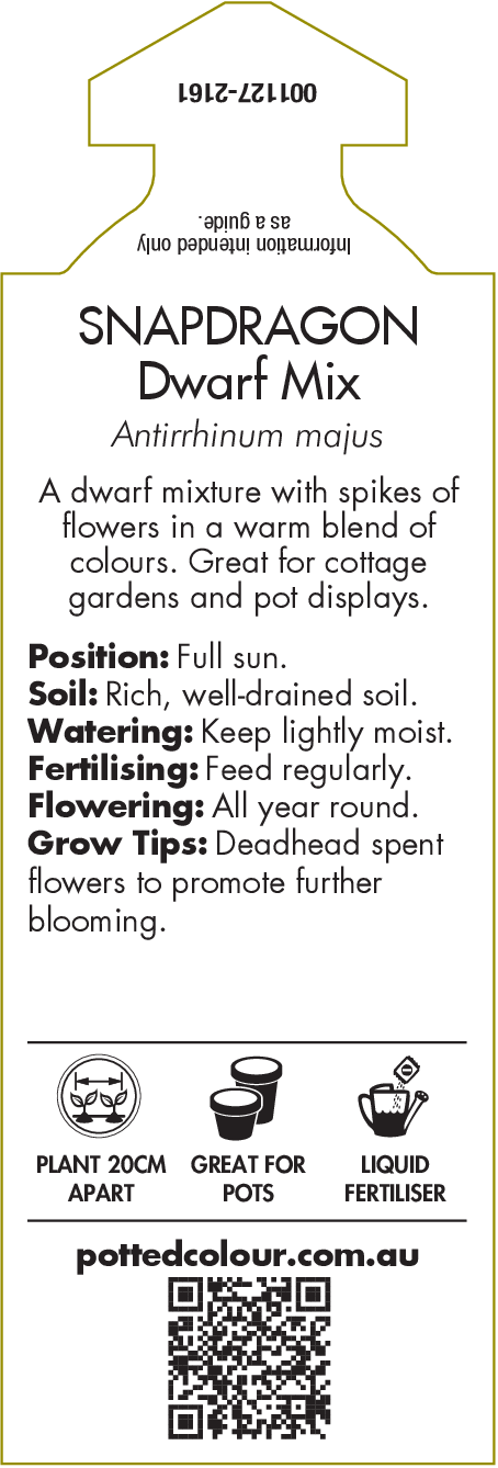 Snapdragon Dwarf Mix - Bold color in compact form - Potted Colour