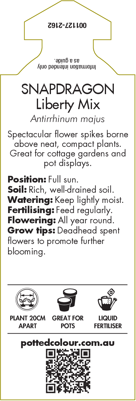 Snapdragon Liberty Mix - Vibrant Spike - Potted Colour