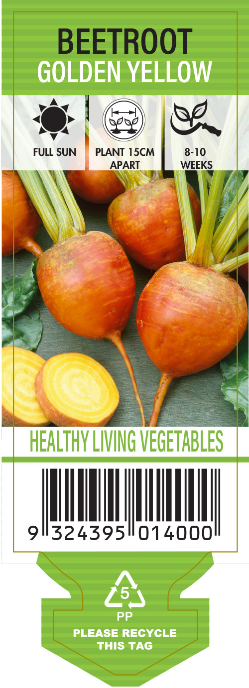 Beetroot Golden Yellow – Sweet & Vibrant Roots – Potted Colour