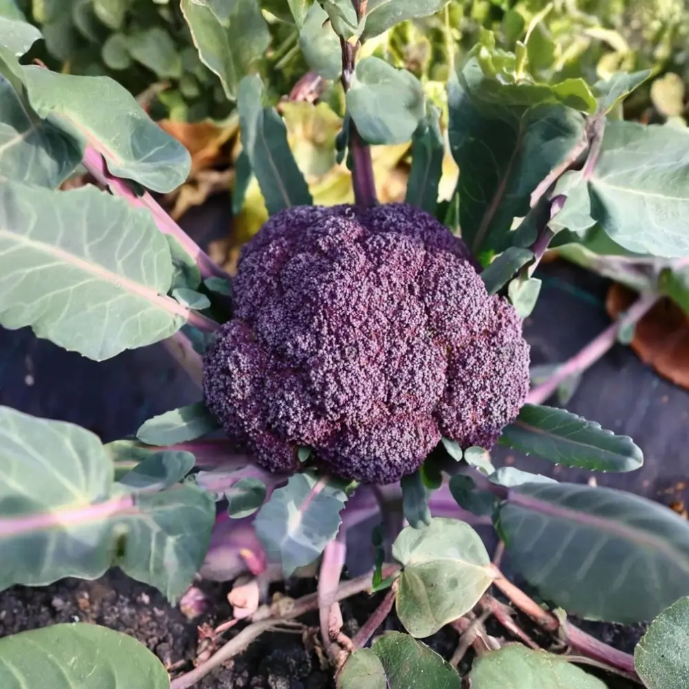 Broccoli Purple – Vibrant and Nutrient-Rich Veggie – Potted Colour