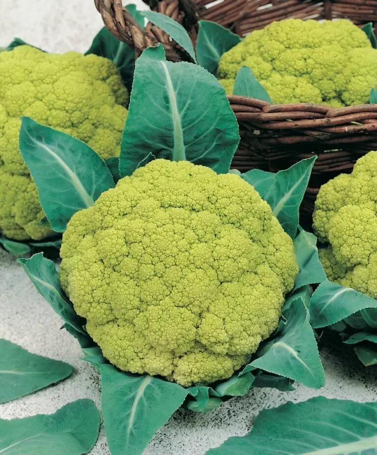 Cauliflower Green Storm - Vibrant Flavor & Color - Potted Colour
