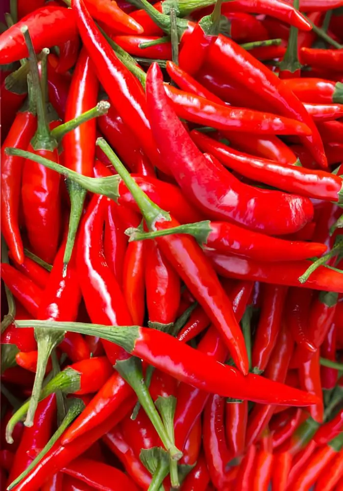 Chilli Cayenne Red – Fiery, Abundant Harvest – Potted Colour