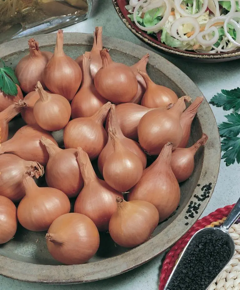 Shallots French - Savoury Kitchen Essential - Potted Colour