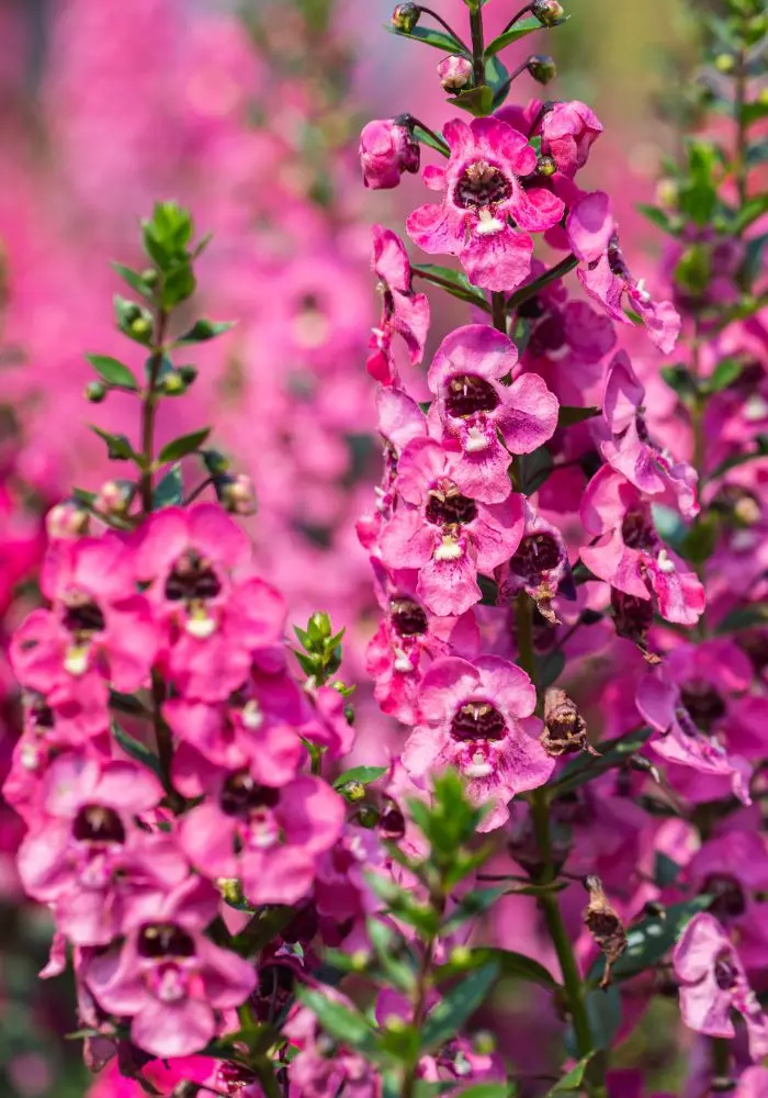 Angelonia Rose – Elegant Long-Blooming Beauty – Potted Colour