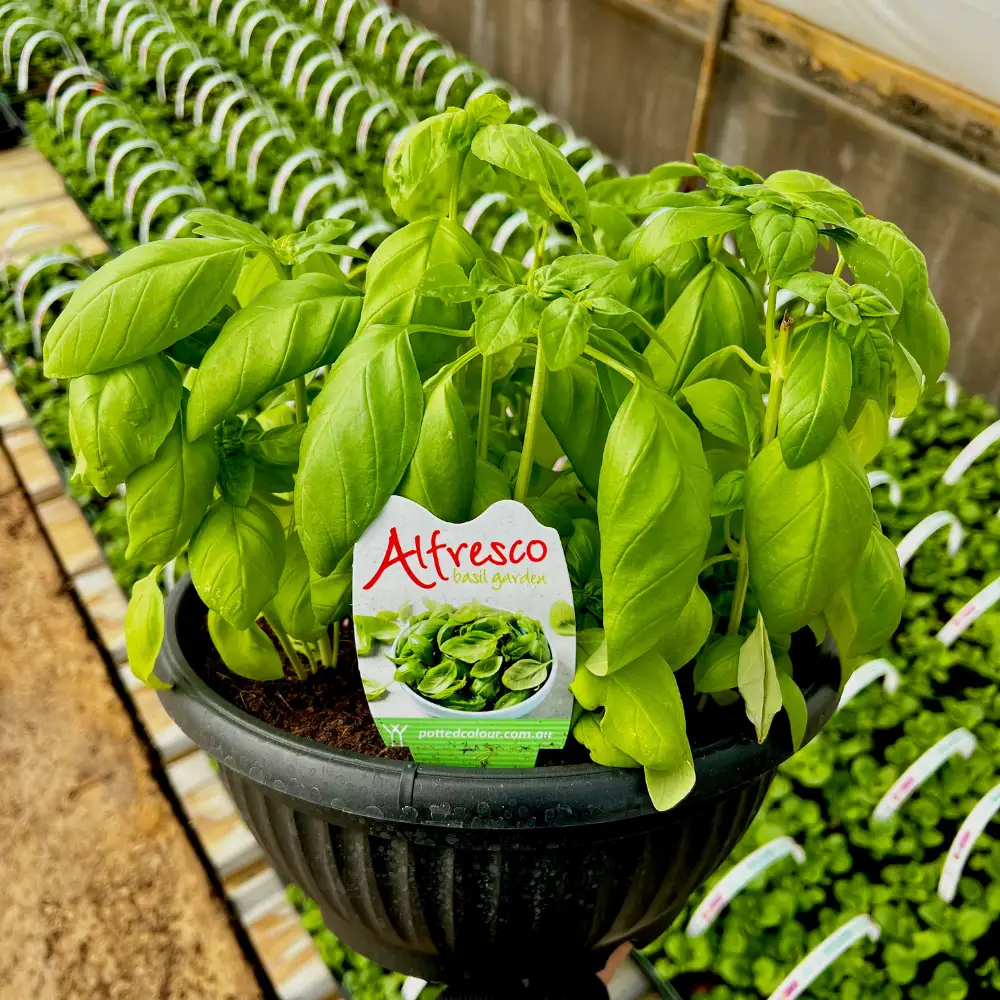 Basil Bowl - Fresh, Fragrant Herbs at your fingertips - Potted Colour