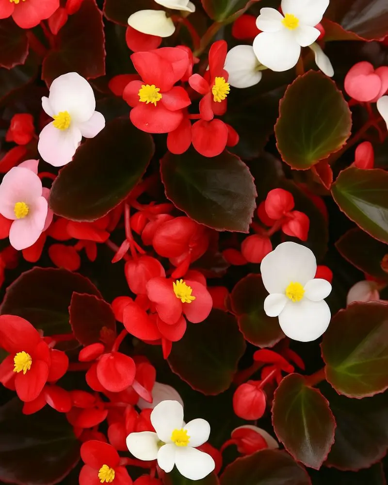 Begonia Red Leaf Mix – Bold & Bright Foliage – Potted Colour