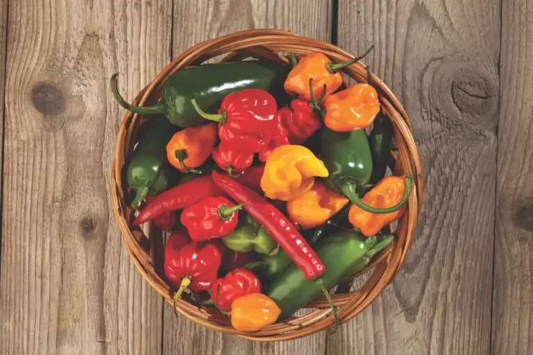 Chilli Bowl - Spice Up Your Garden with hot flavours - Potted Colour