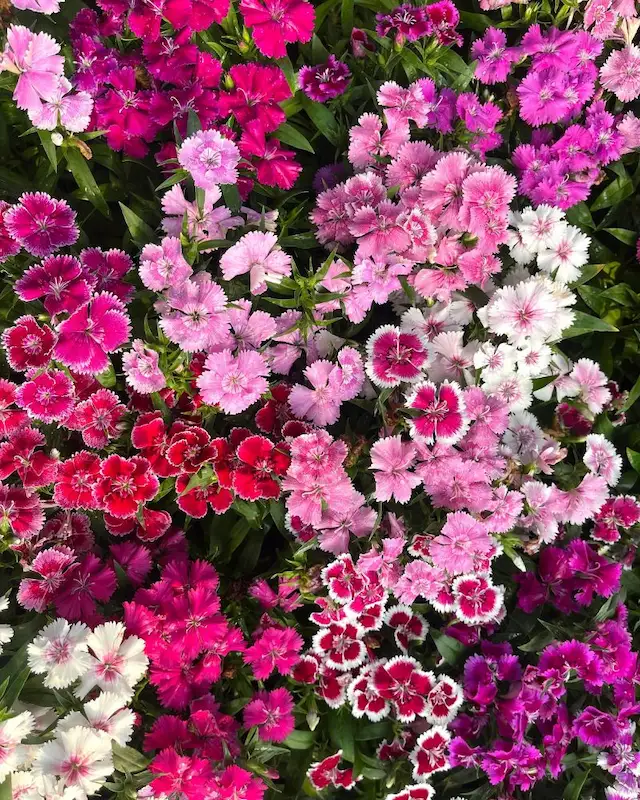 Dianthus Corona Mix – Bold Blooms for Gardens – Potted Colour
