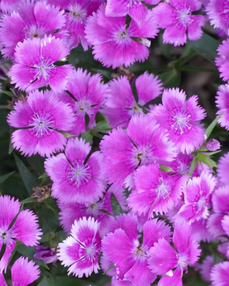 Dianthus Lavender - Vibrant blooms for your garden - Potted Colour