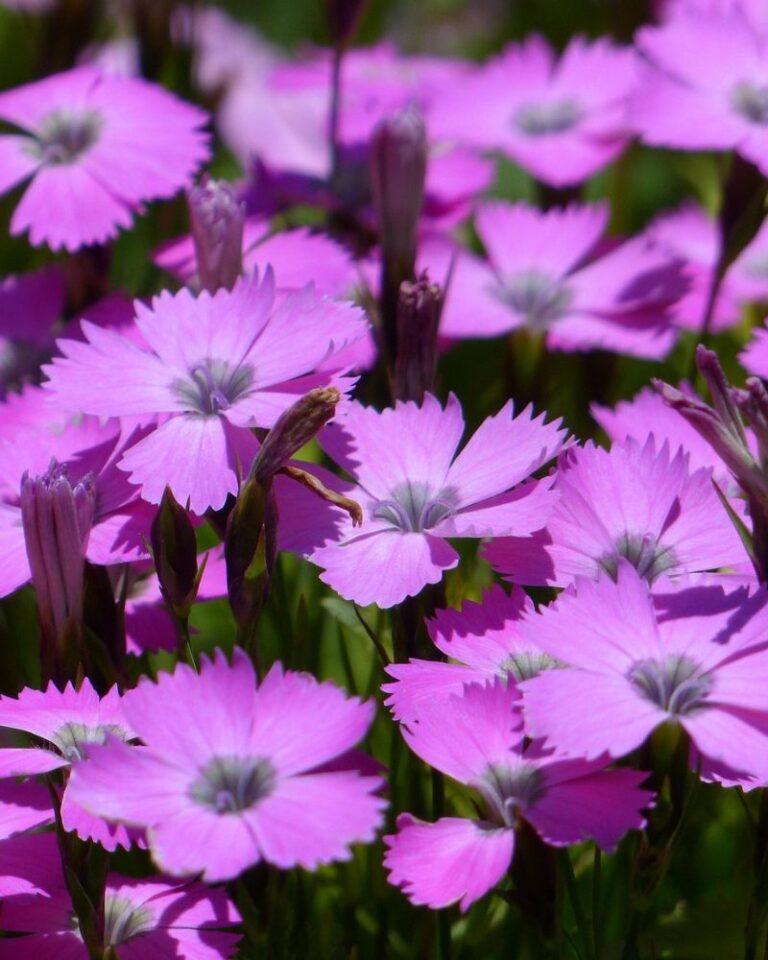 Dianthus Purple - Vibrant blooms for your garden - Potted Colour