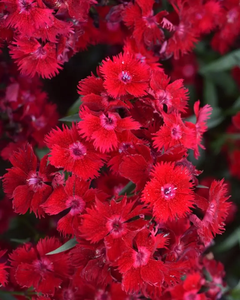 Dianthus Red - Bold Color for Vibrant Gardens - Potted Colour