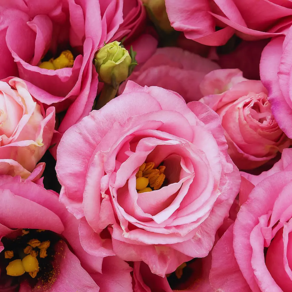 Lisianthus Rose - Elegant Pink Blooms - Potted Colour