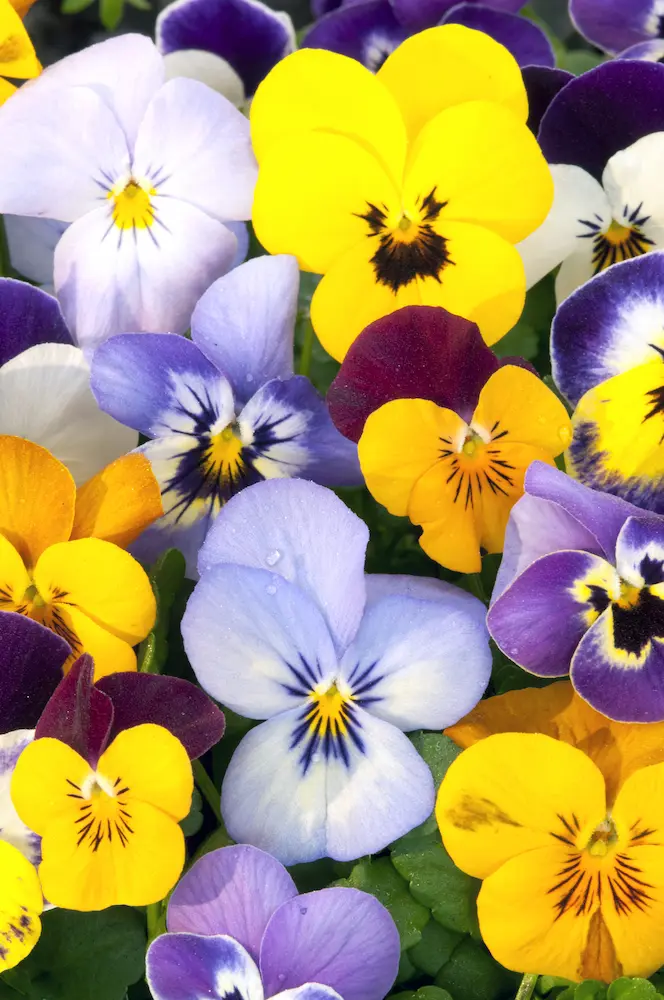 Pansy Barrier Reef – Vibrant Colour Splash – Potted Colour