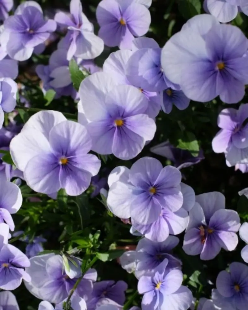 Pansy Clear Light Blue - Elegant Soft Blue Blooms - Potted Colour