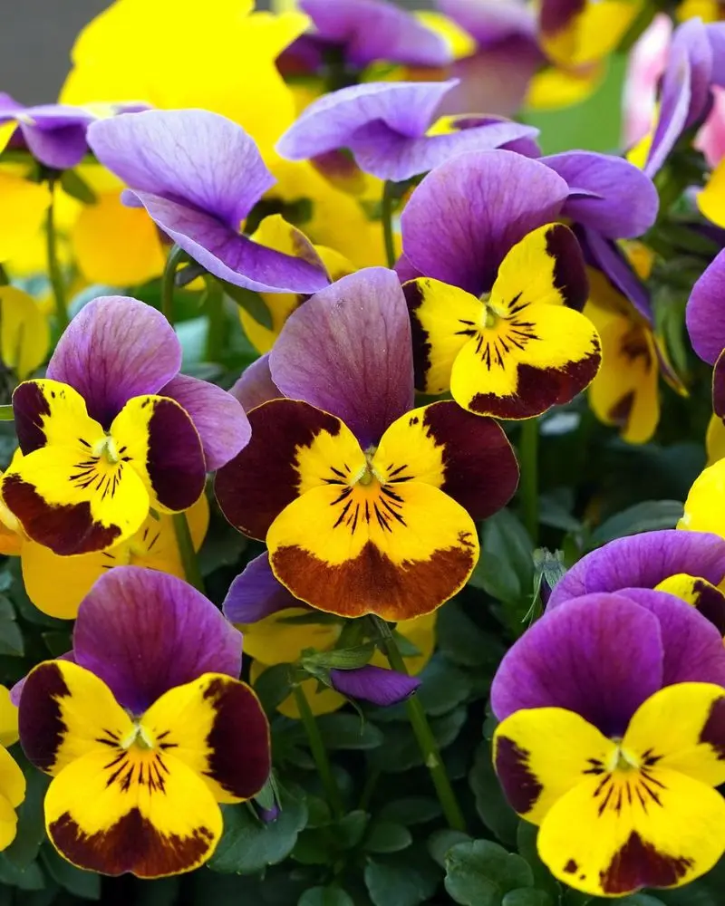 Pansy Dark Morpheus – Bold Blooms with Depth – Potted Colour