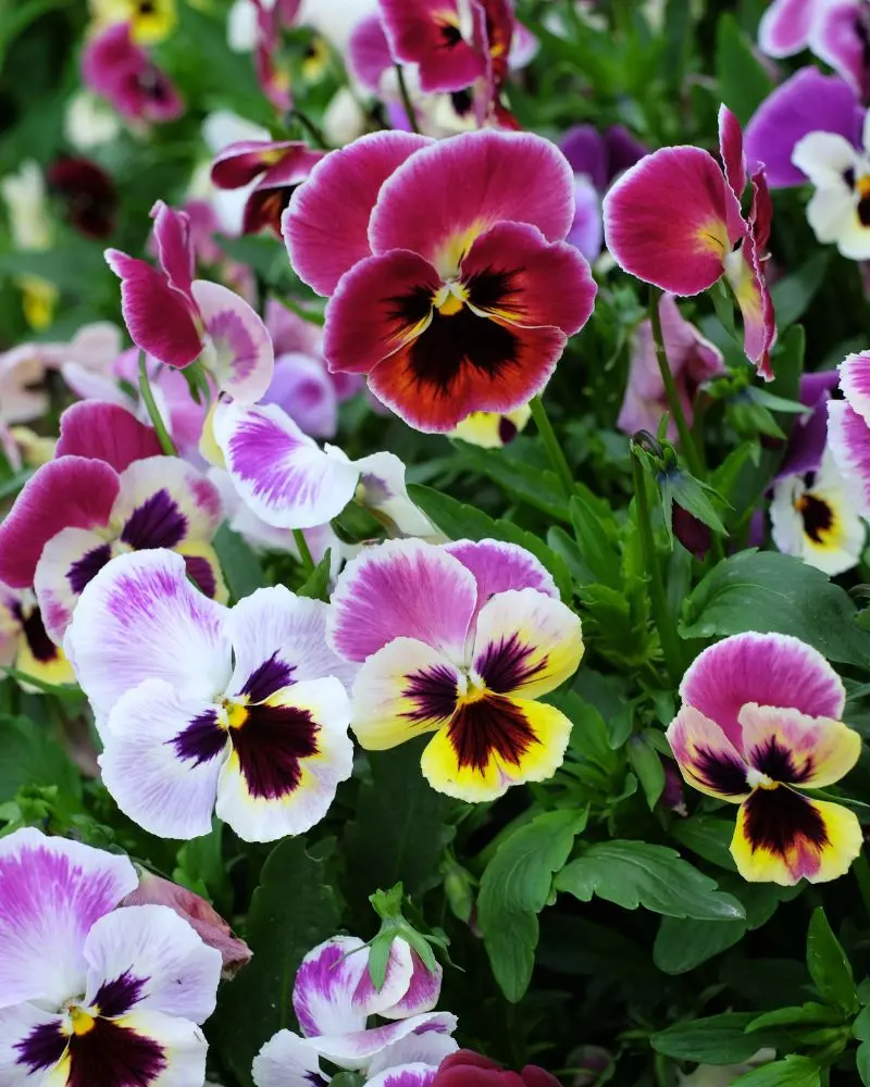 Pansy Rose Medley – Soft Elegance in Bloom – Potted Colour