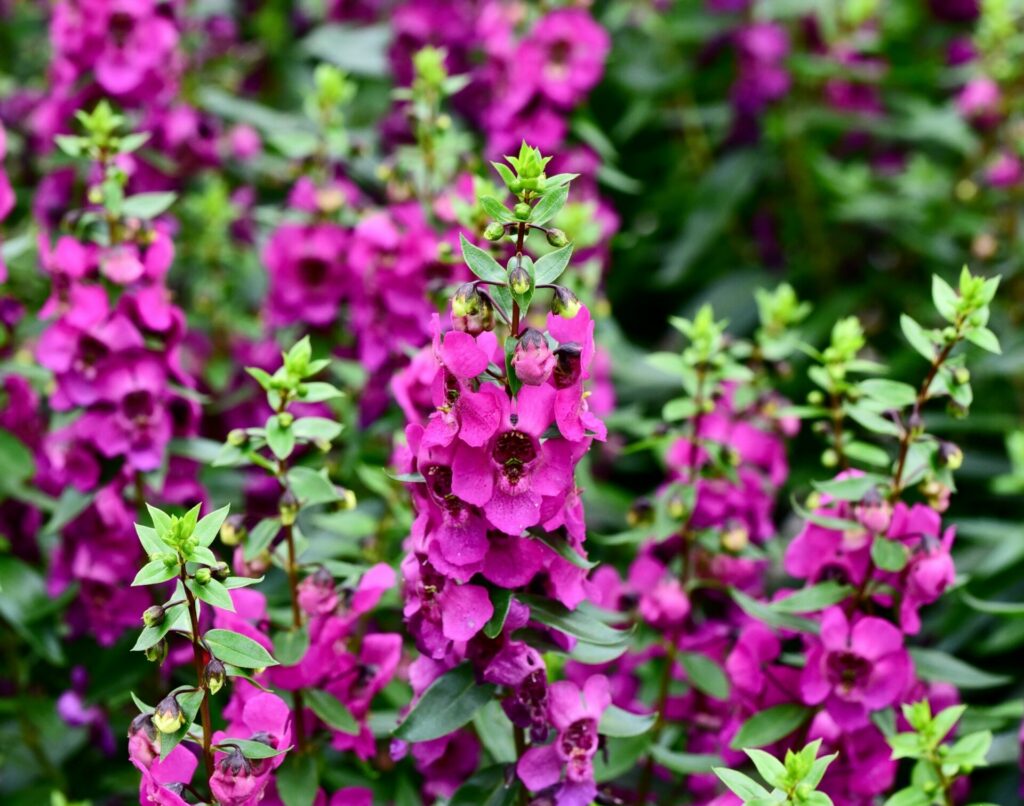 Angelonia Raspberry - Rich colour for Sunny Space - Potted Colour