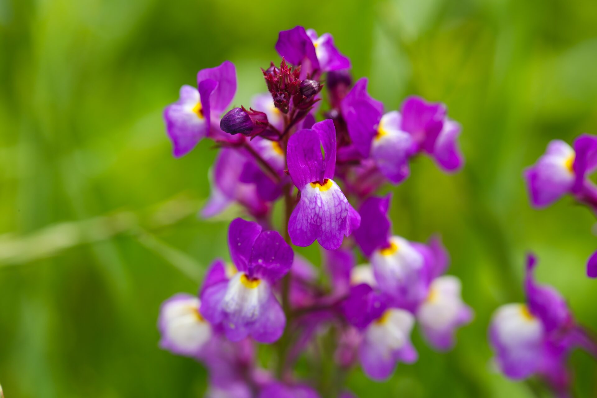 Flowers - Potted Colour