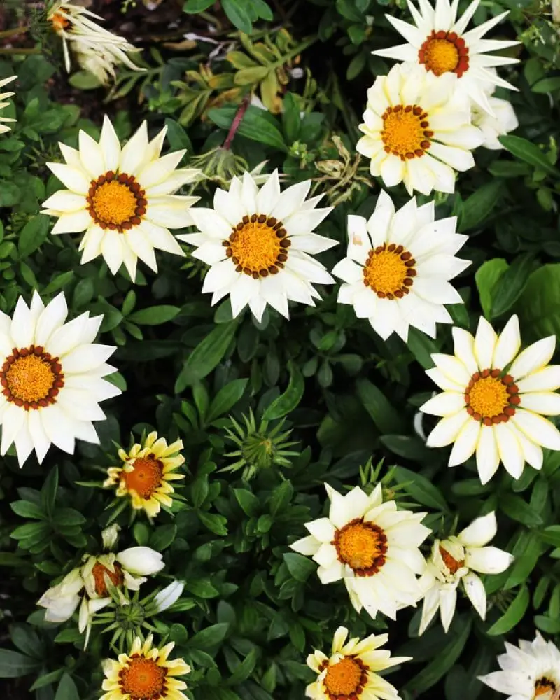 Gazania White – Elegant, Sun-Loving Blooms – Potted Colour