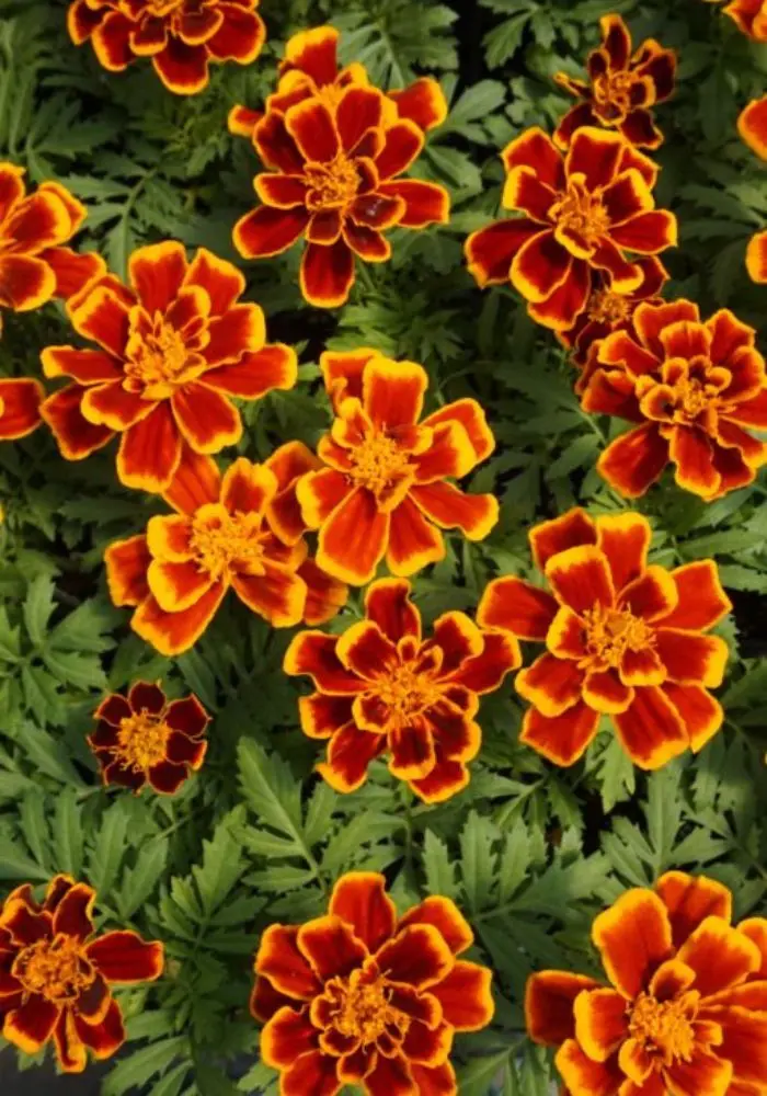 Marigold Flame – Bold Bi-Colour Blooms That Pop – Potted Colour