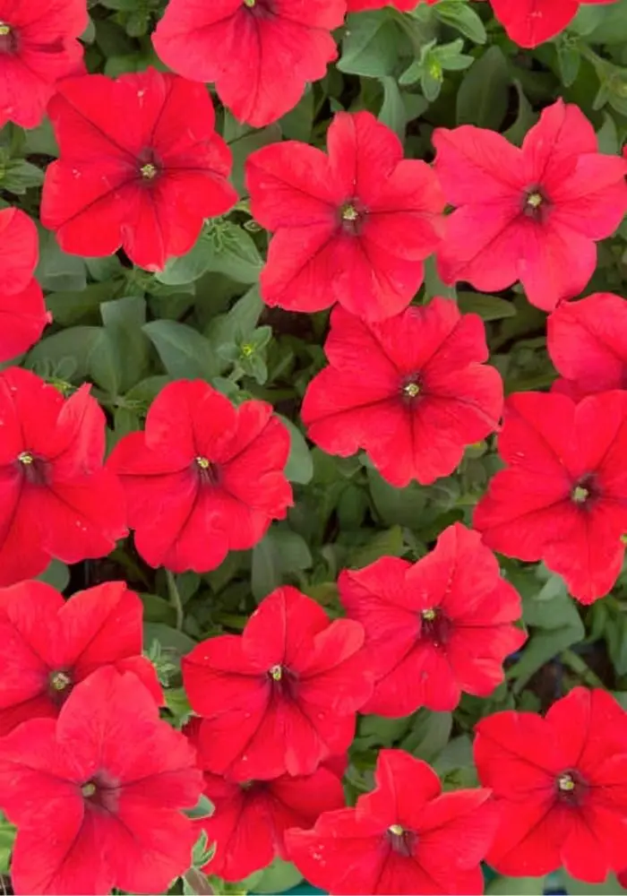 Petunia Mini Red - Bold colour for every garden - Potted Colour