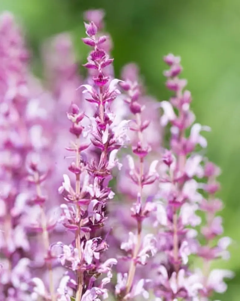 Salvia Pink – Soft colour, strong presence – Potted Colour