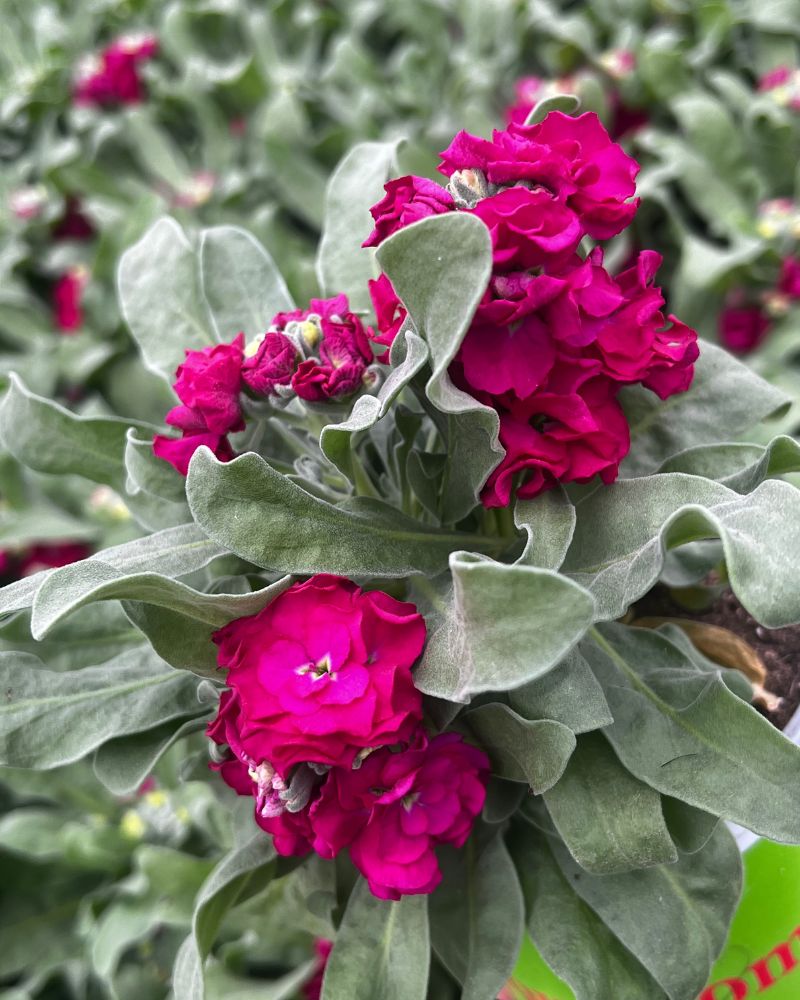 Stock Red - Vibrant Red Blooms for Your Garden - Potted Colour