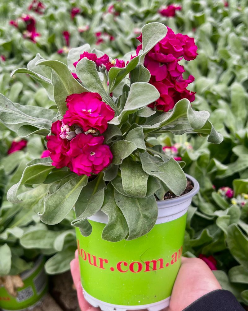 Stock Red - Vibrant Red Blooms for Your Garden - Potted Colour