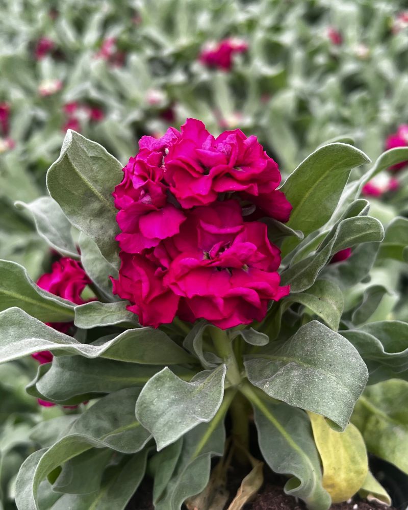 Stock Red - Vibrant Red Blooms for Your Garden - Potted Colour