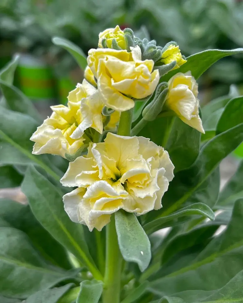 Stock Yellow - Brighten your garden - Potted Colour