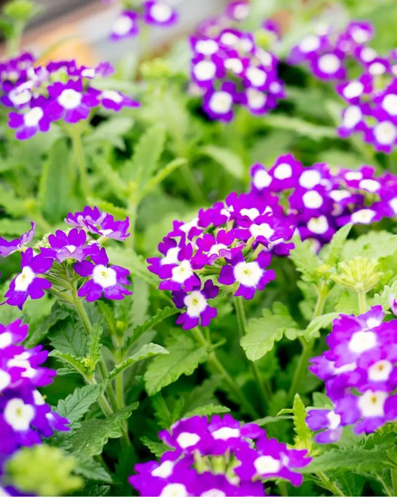 Verbena Purple – Vivid Blooms for Bold Displays – Potted Colour