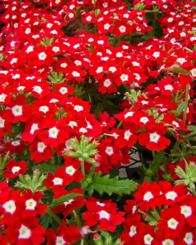 Verbena Red – Bold Colour for Sunny Spaces – Potted Colour
