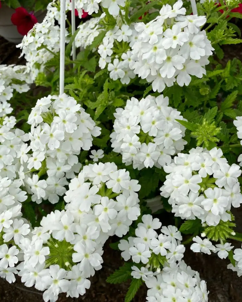Verbena White – Elegant Brightness for Gardens – Potted Colour