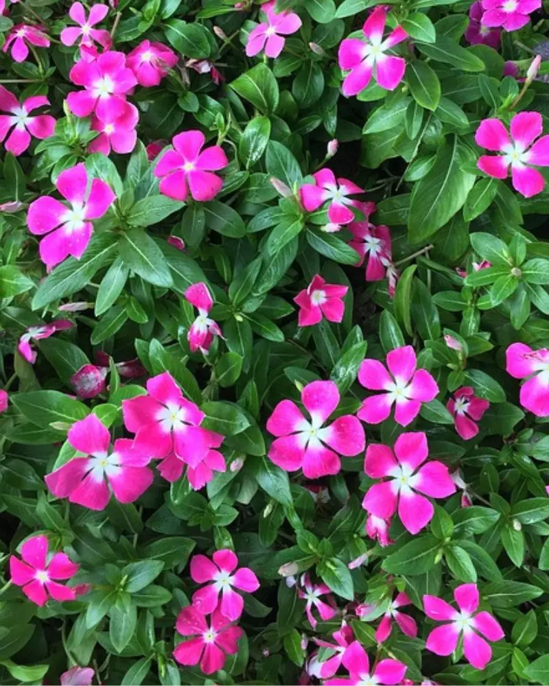 Vinca Lilac – Bold Summer Colour, Easy Care – Potted Colour