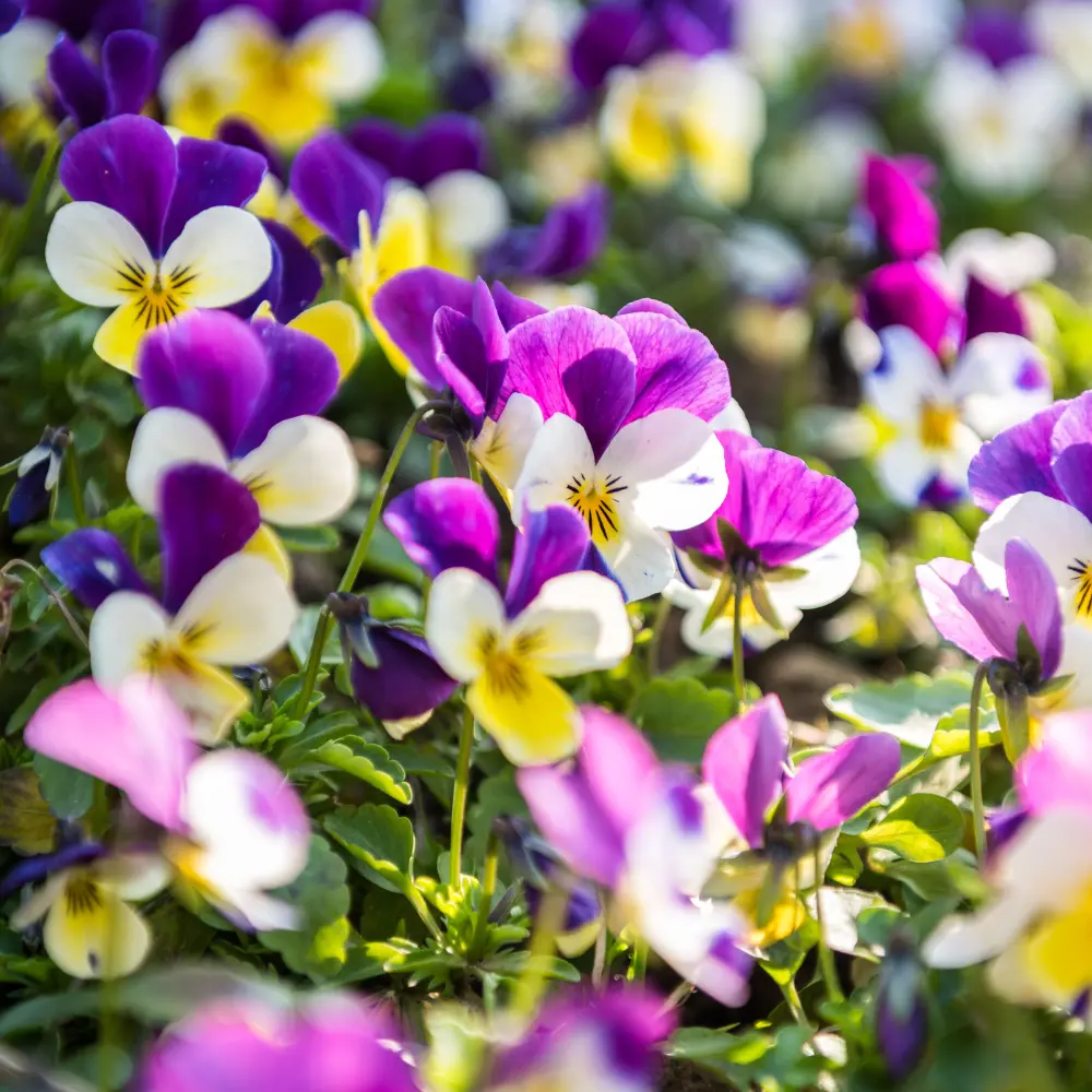 Viola Jump Up Mix - Vibrant Flower for Gardens - Potted Colour