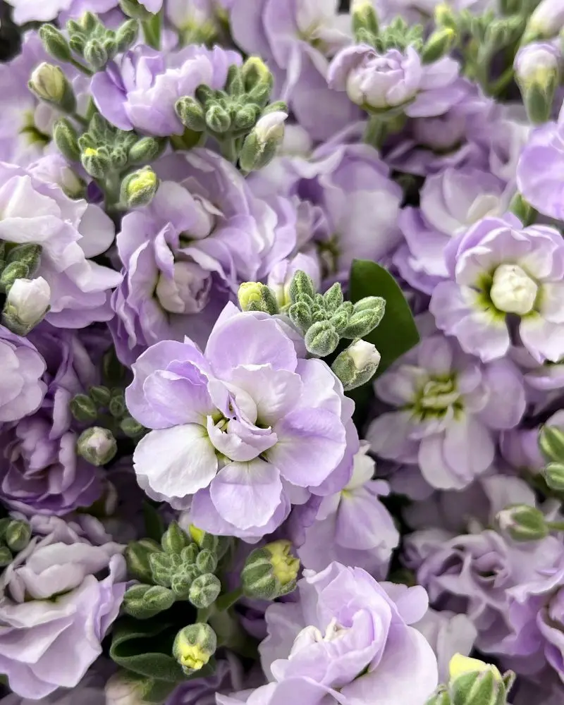 Stock Lavender - Softly Scented Blooms in Season - Potted Colour