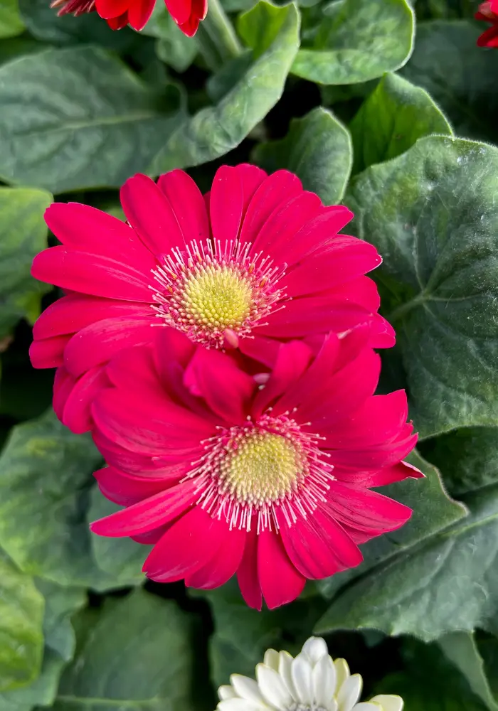 Gerbera Deep Magenta – Bold, moody petals pop – Potted Colour