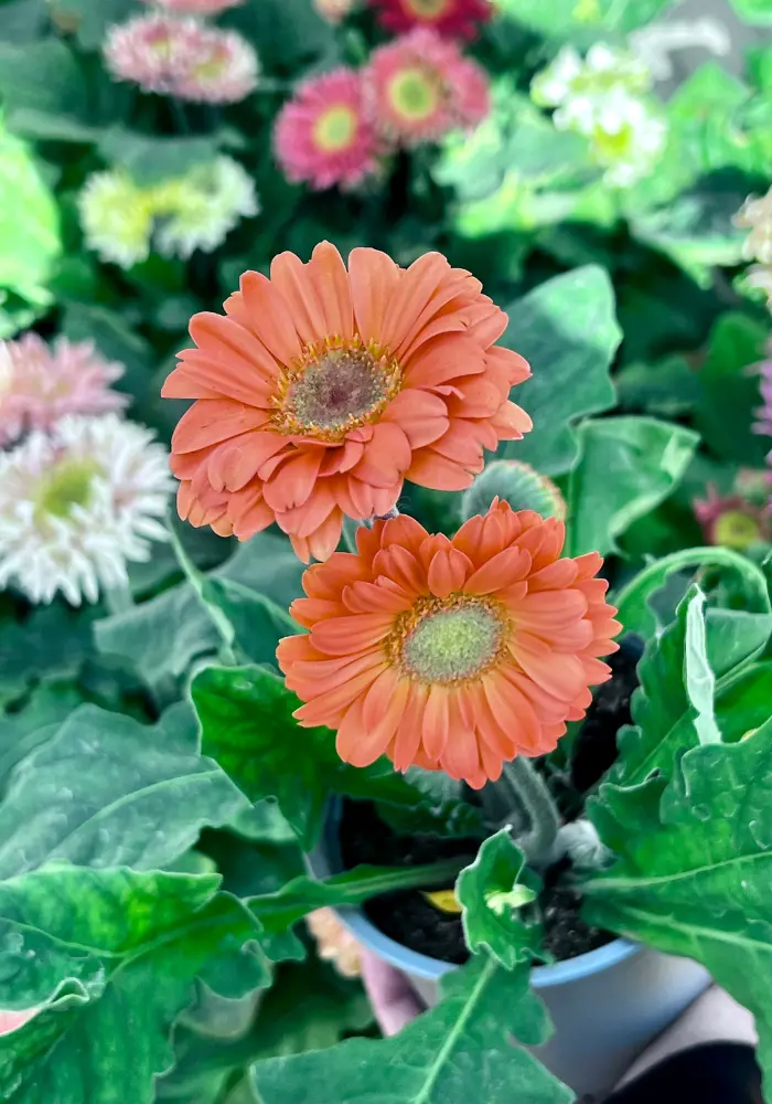 Gerbera Salmon – Soft glow, graceful impact – Potted Colour