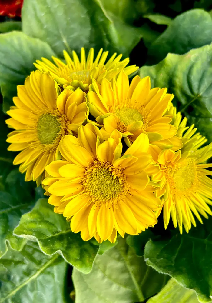 Gerbera Yellow – Sunshine in bloom, pure joy – Potted Colour