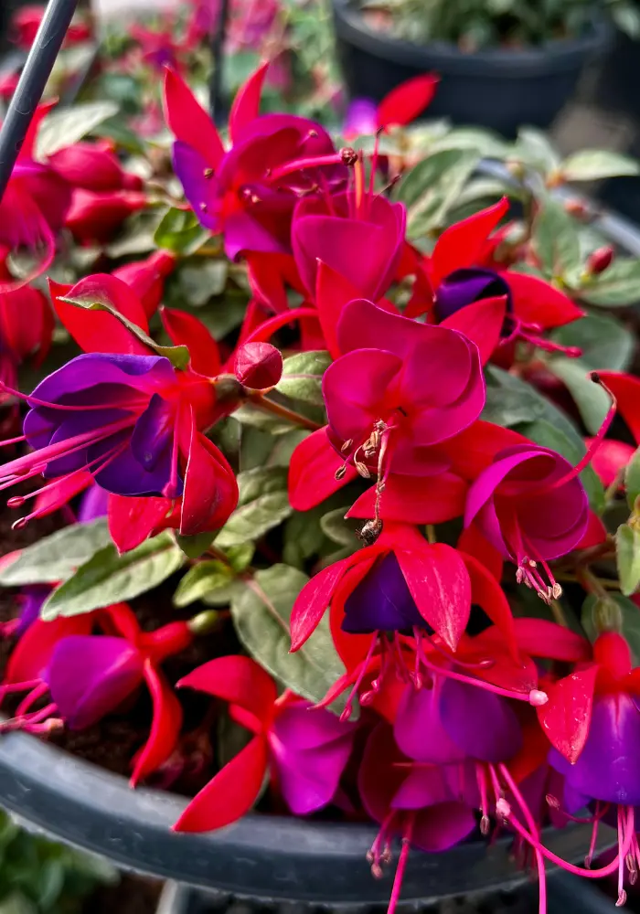 Fuchsia Rose Purple – Deep Colour, Lush Form – Potted Colour